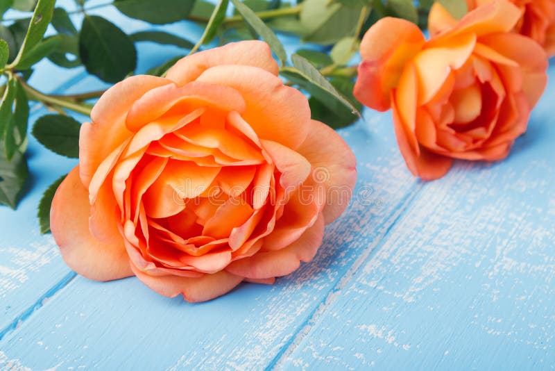 Rose Colorate Pesca Sulla Tavola Fotografia Stock - Immagine di rose ...