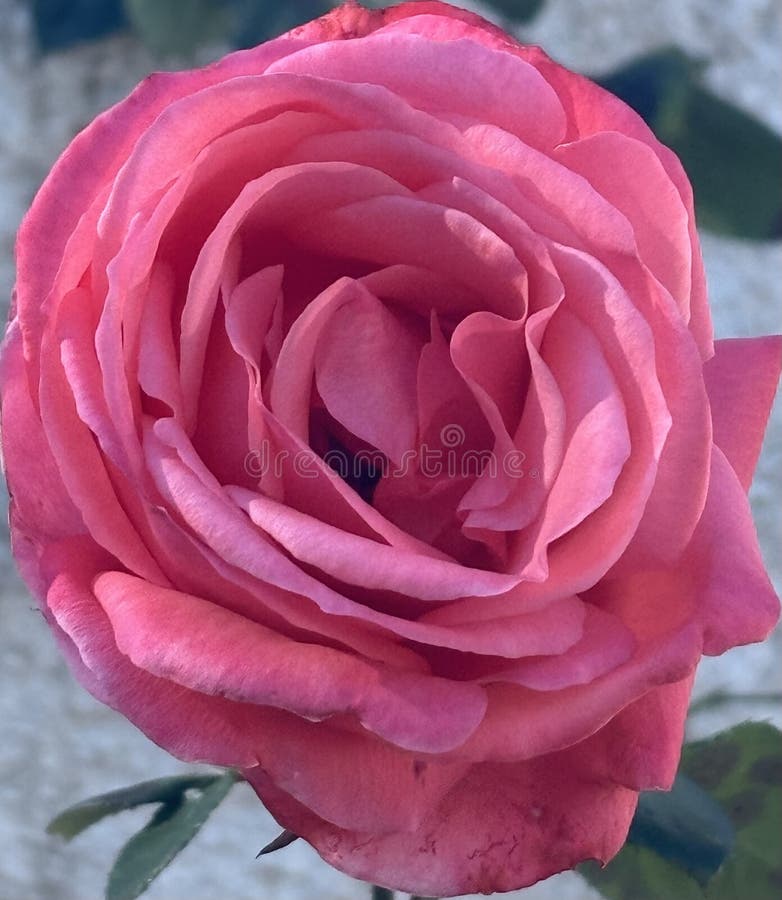 Rose colored dark rose stock image. Image of bouquet - 359999735
