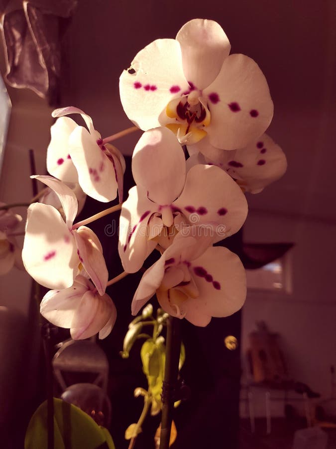 Rose colored orchids stock photo. Image of rose, shadow - 165888472