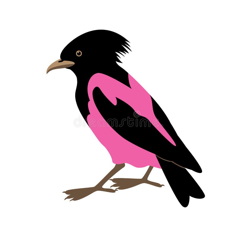 Cartoon Starling Stock Illustrations – 241 Cartoon Starling Stock ...