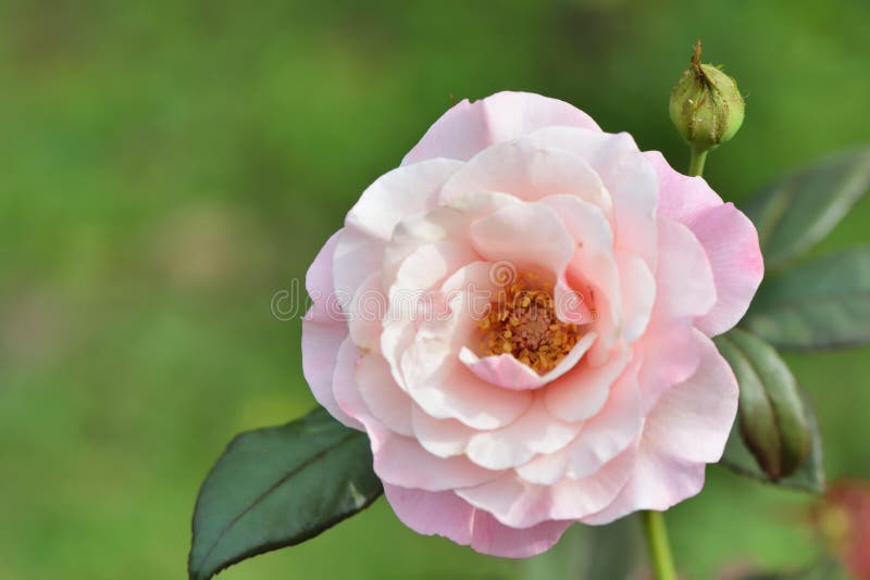 Rose stock photo. Image of nature, rose, beauty, congratulation - 116238332
