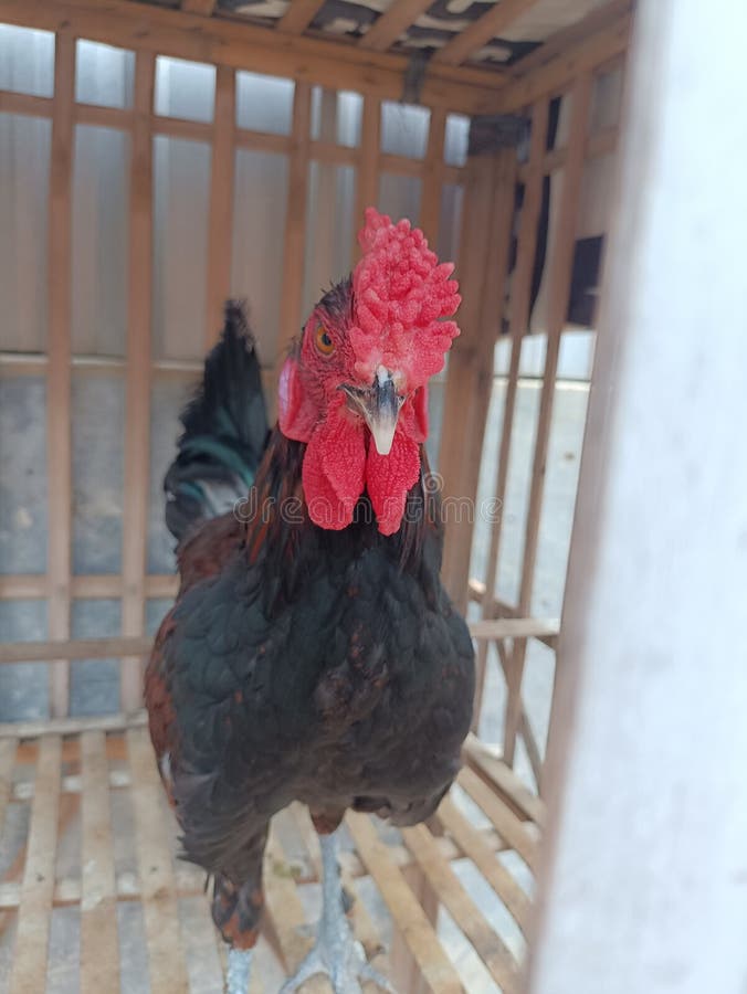 The Rose Comb on the Laughing Chicken Stock Image - Image of pearl ...