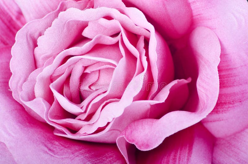 Rose composition stock photo. Image of flower, leaves - 27125622