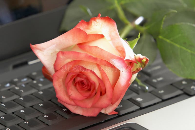 Yellow rose with a bud stock image. Image of horizontal - 14254569