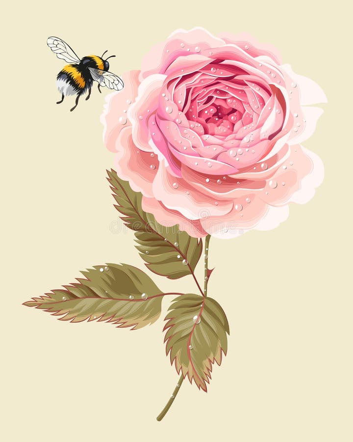 Rocio Ilustraciones Stock, Vectores, Y Clipart – (46,379 Ilustraciones ...