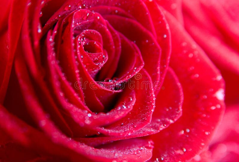 Rose con rocío imagen de archivo. Imagen de objeto, rojo - 13885457