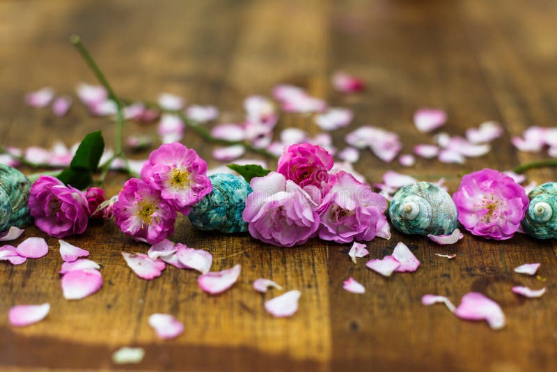 Rose and Conch Shells, Coral Formation in the Desktop Background Stock ...