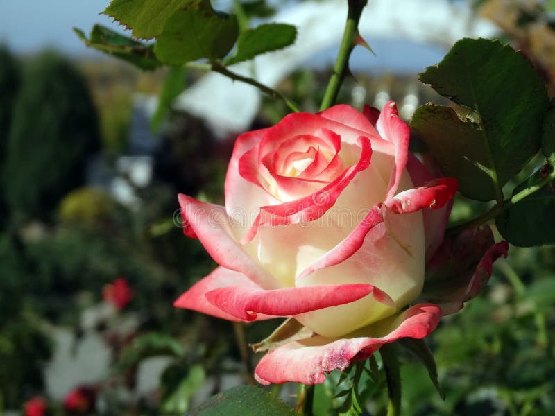 Bright rose flowers stock photo. Image of nature, rosequeen - 129673176