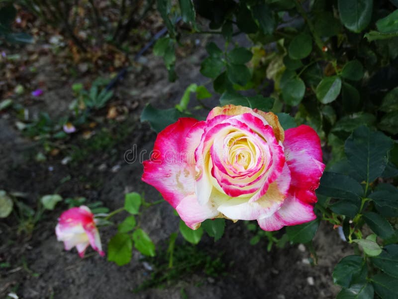 Bright rose flowers stock image. Image of summer, flower - 129673213