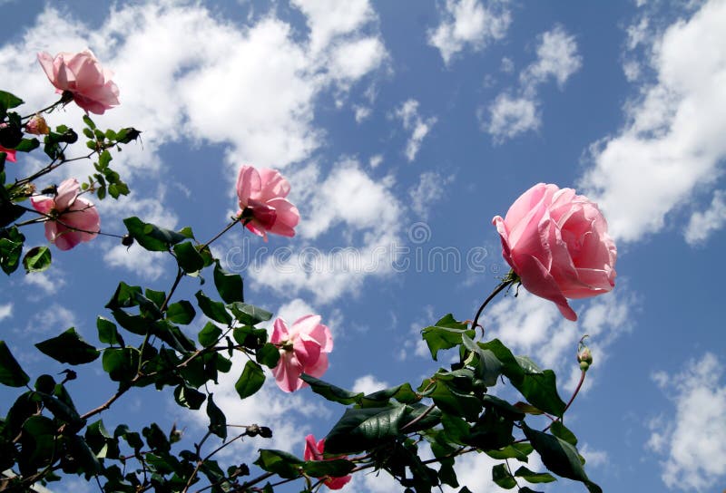 Rose contro il cielo fotografia stock. Immagine di giorno - 36513138