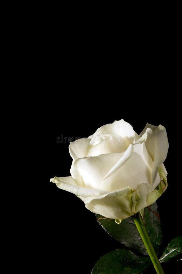 5,094 Rose Corner Stock Photos - Free & Royalty-Free Stock Photos from ...