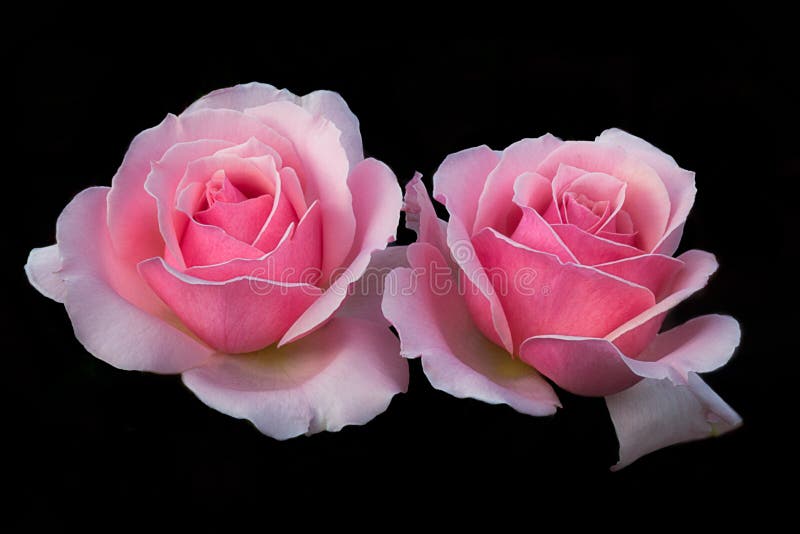 Rose Couple stock photo. Image of couple, roses, park - 45433182