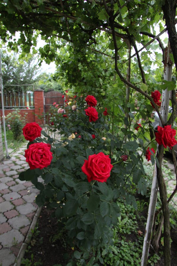 Rose Covered Garden Wall with Gate. the Concept of the Garden Stock ...