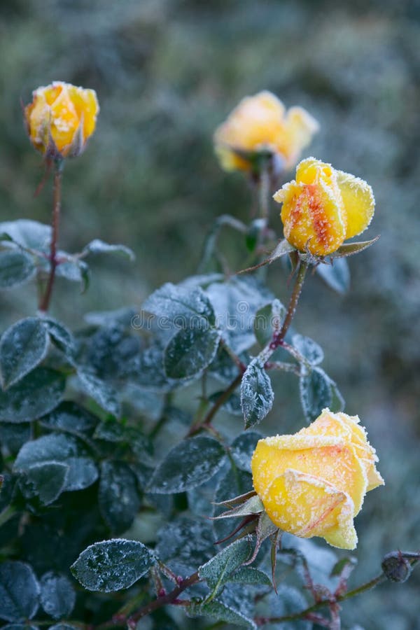 Rose covered with ice stock photo. Image of horizontal - 29004640