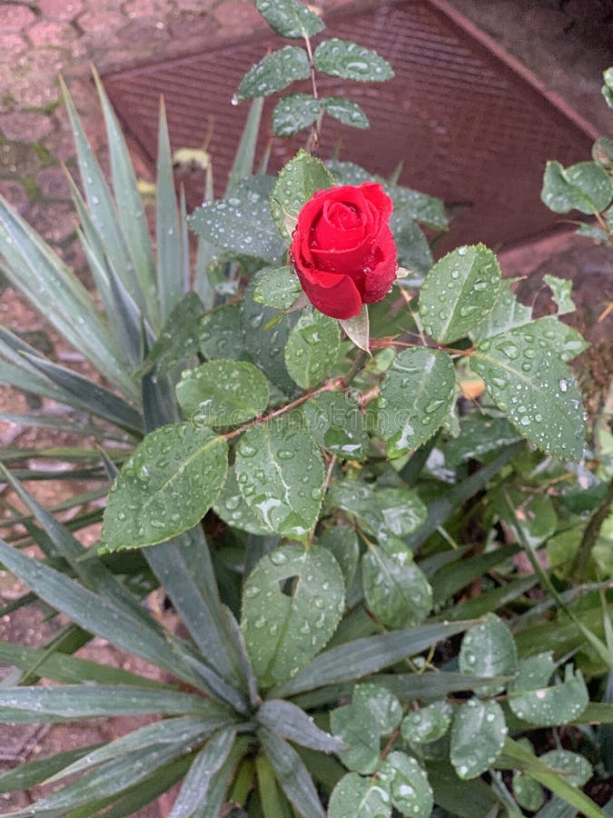 Rose Covered with Rain Drops Stock Photo - Image of leaves, drops ...