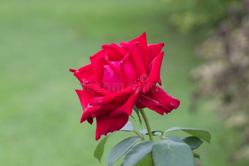 Rose. Crimson Flower. Garden Plants. Stock Photo - Image of colorful ...