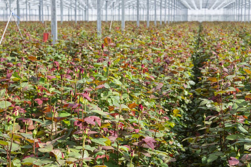 Rose Cultivation in a Dutch Greenhouse Stock Image - Image of ...