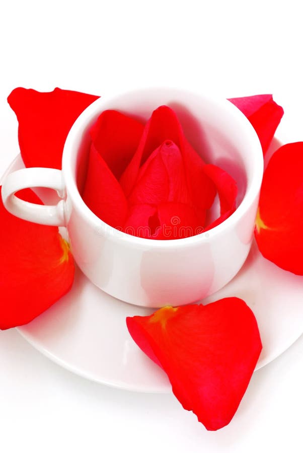Rose in cup with petals stock photo. Image of nature - 13472658