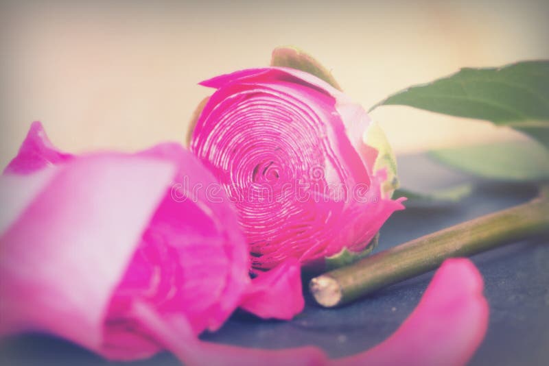 Rose Cut Up on Piece of Slate Stock Image - Image of spring, valentine ...