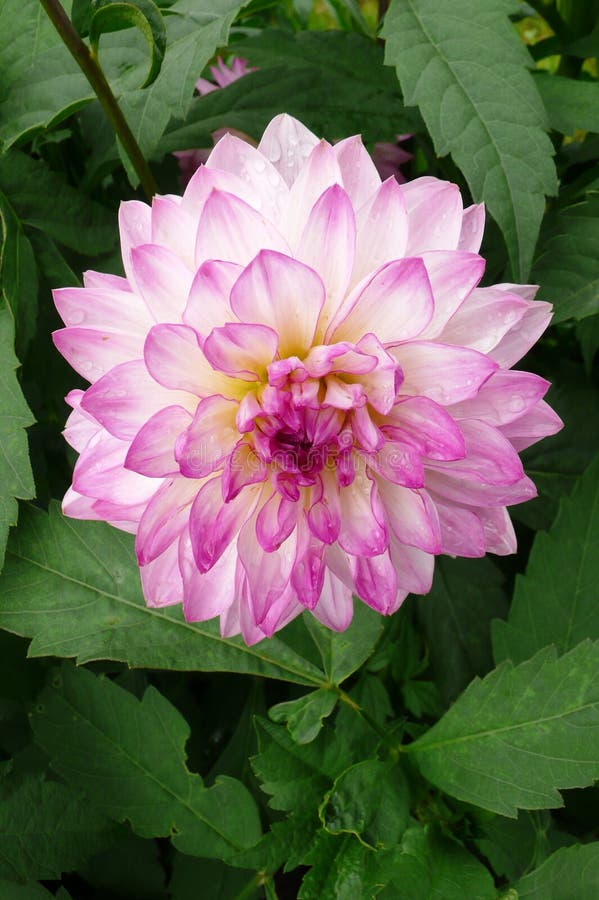 Rose dahlia stock photo. Image of flowering, sunny, autumn - 3326982