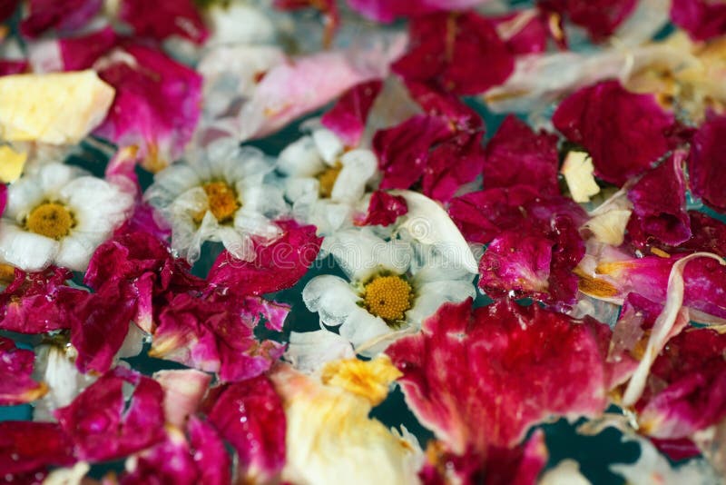 Rose and Daisy Flower Petal in Water Stock Image - Image of health ...