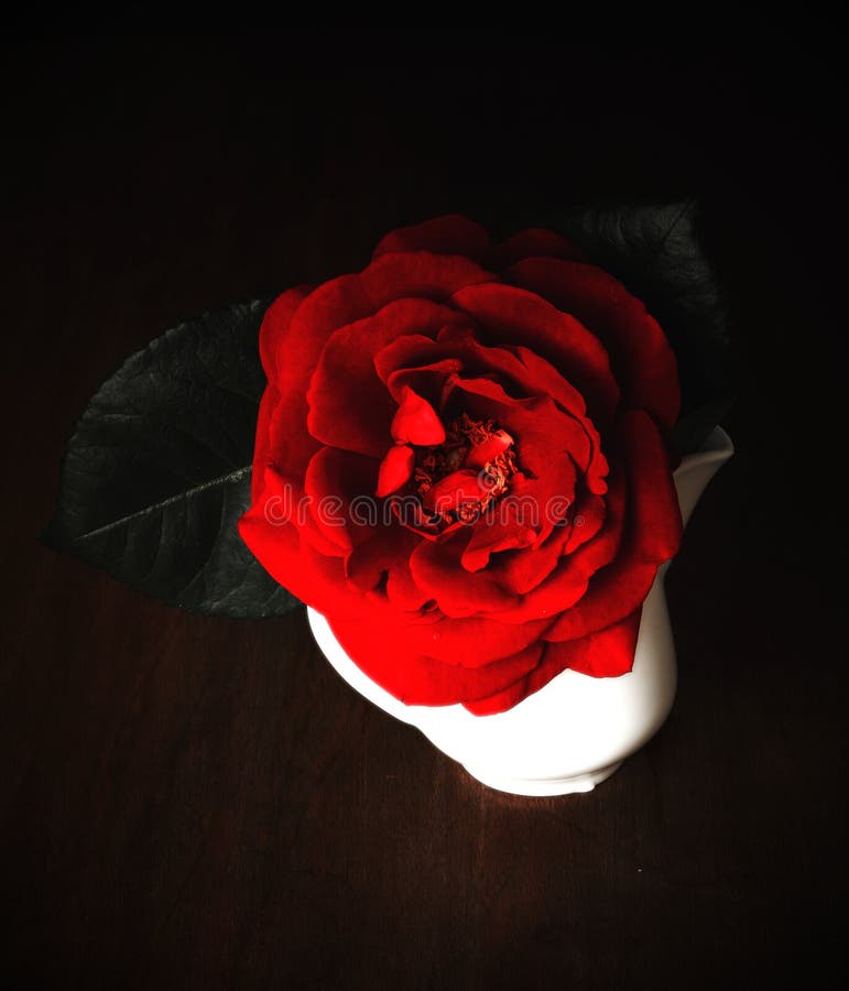 Rose stock photo. Image of funeral, married, dating, painted - 86037578