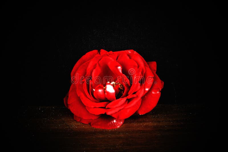 Rose stock photo. Image of chalice, holiday, high, engagement - 86038144