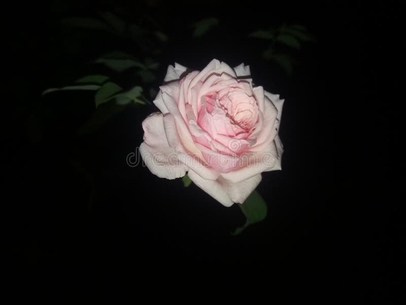 Rose in a dark night stock photo. Image of flower, night - 121326184