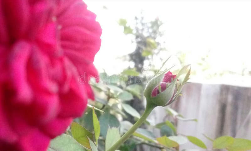 But Rose stock photo. Image of pink, rose, dark, effect - 140568898