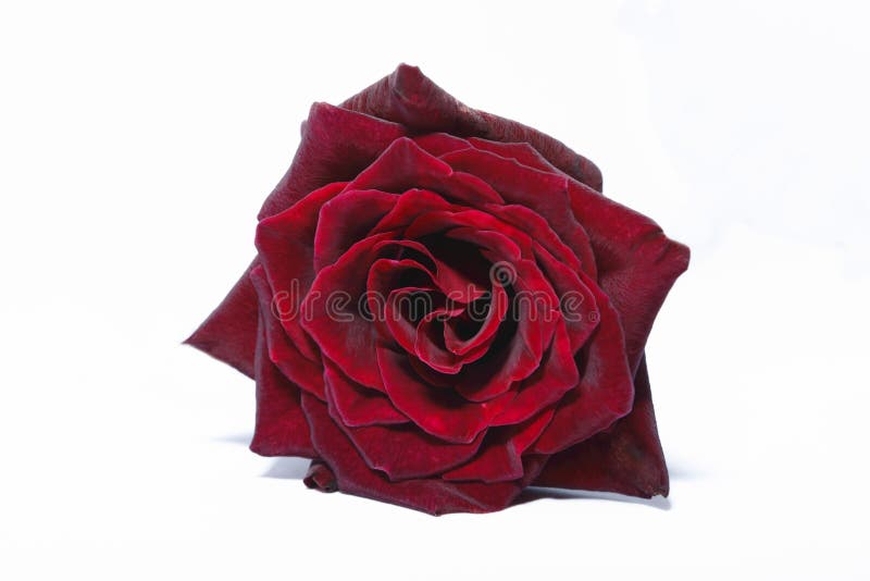 Rose de color rojo oscuro foto de archivo. Imagen de amor - 12341558