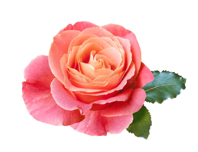 Rose De Corail De Rose D'isolement Sur Le Fond Blanc Photo stock ...
