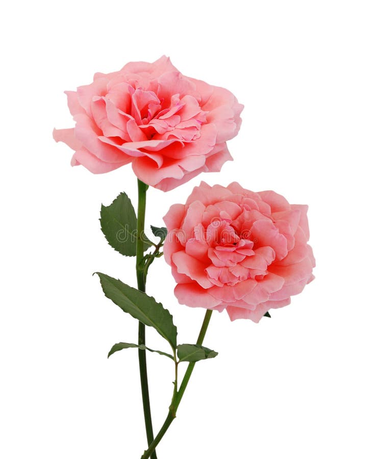 Deux Roses Roses Sur Le Blanc Photos Stock - Téléchargez 6,772 Photos ...