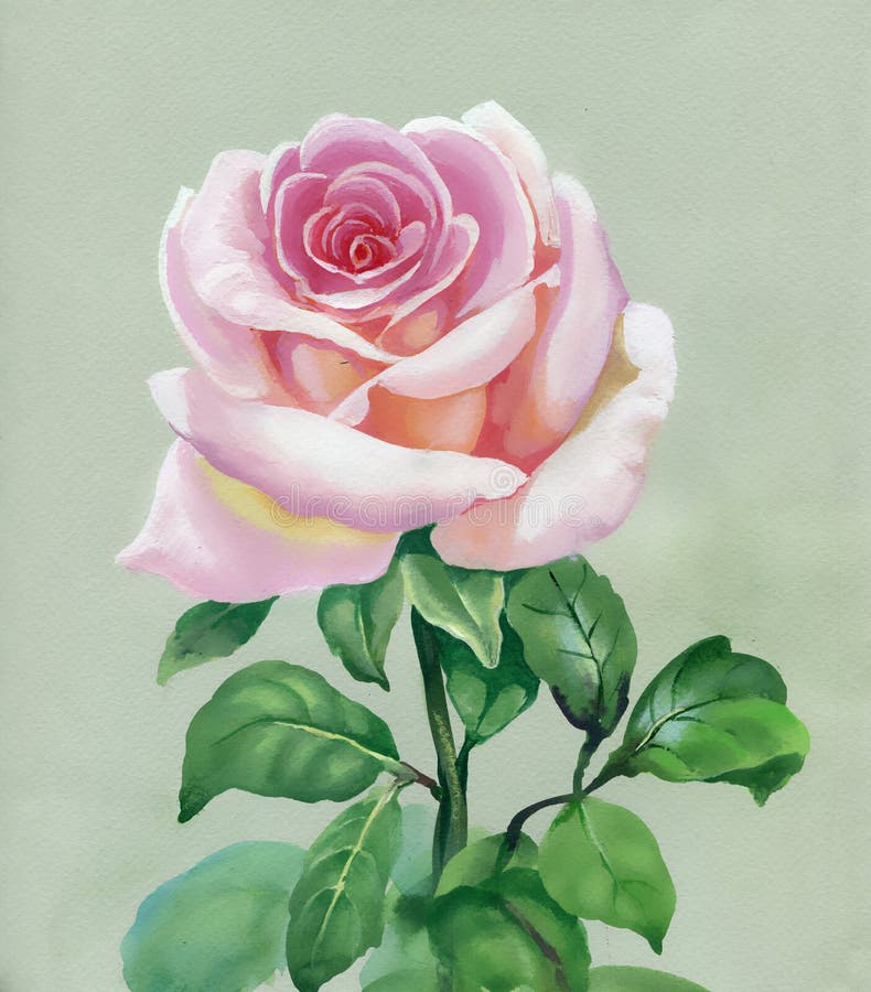 Rose De Rose. Peinture D'aquarelle Illustration Stock - Illustration du ...