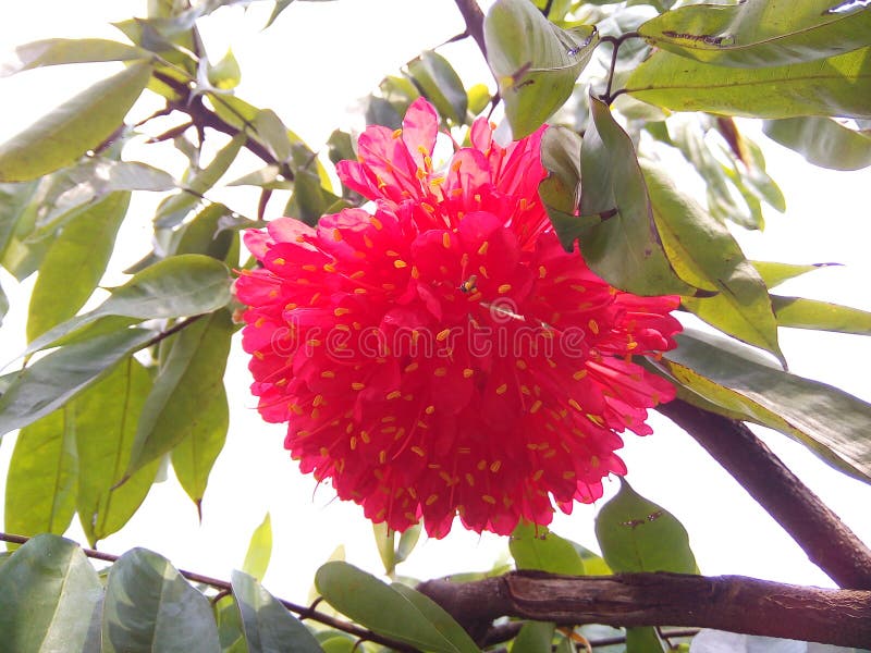 Rose de Venezuela foto de archivo. Imagen de exterior - 137656914