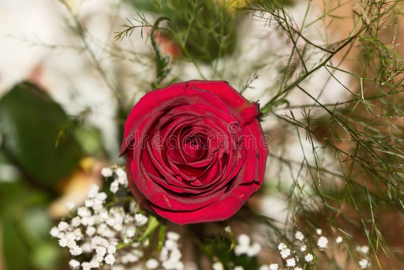 Fleshcolor Stock Photos - Free & Royalty-Free Stock Photos from Dreamstime