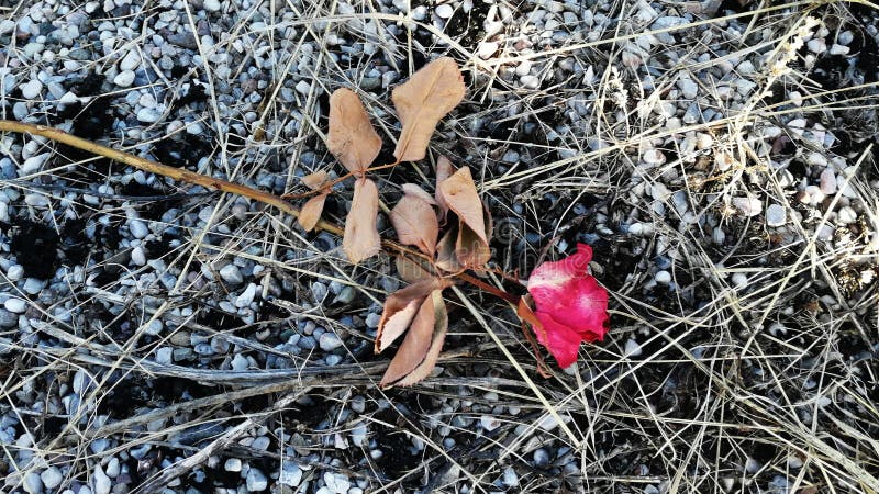 Rose with dedication stock image. Image of love, nature - 349312169