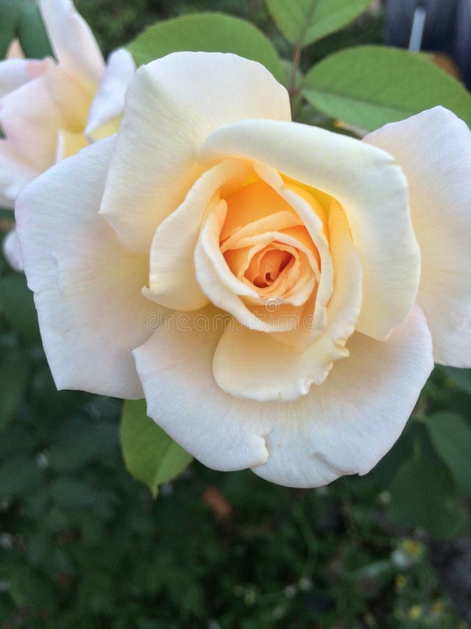 A rose stock image. Image of delightful, yellow, rose - 120262543