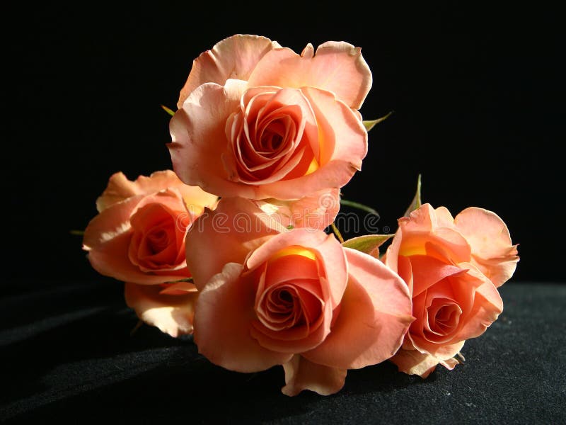 Rose della pesca fotografia stock. Immagine di fiore - 72163226