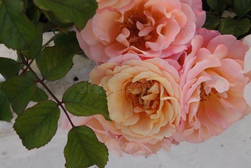 Rose della pesca immagine stock. Immagine di mazzo, pioggia - 8608399