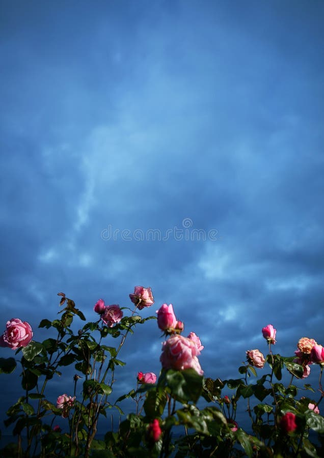 Rose Rosa E Cielo Blu Scuro Fotografia Stock - Immagine di fiori, nave ...