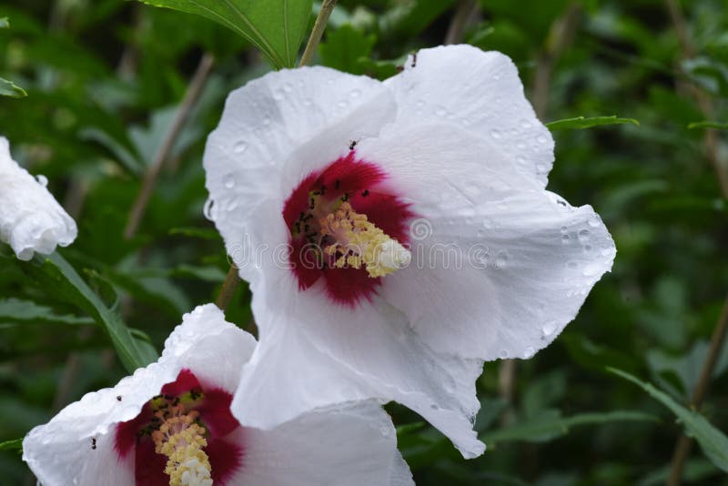 Rose des fleurs de requin. image stock. Image du tête - 223933319