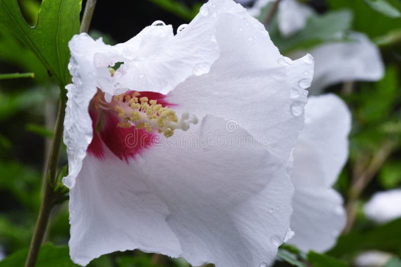 Rose des fleurs de requin. image stock. Image du tête - 223933319