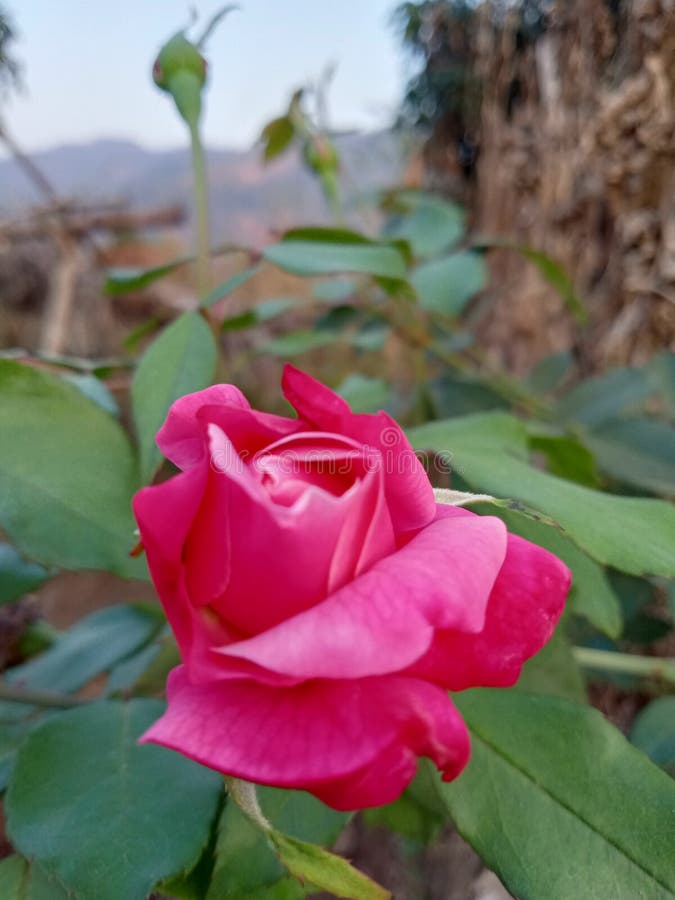 Rose Desi rose stock image. Image of hhsshhsja, roses - 169398917