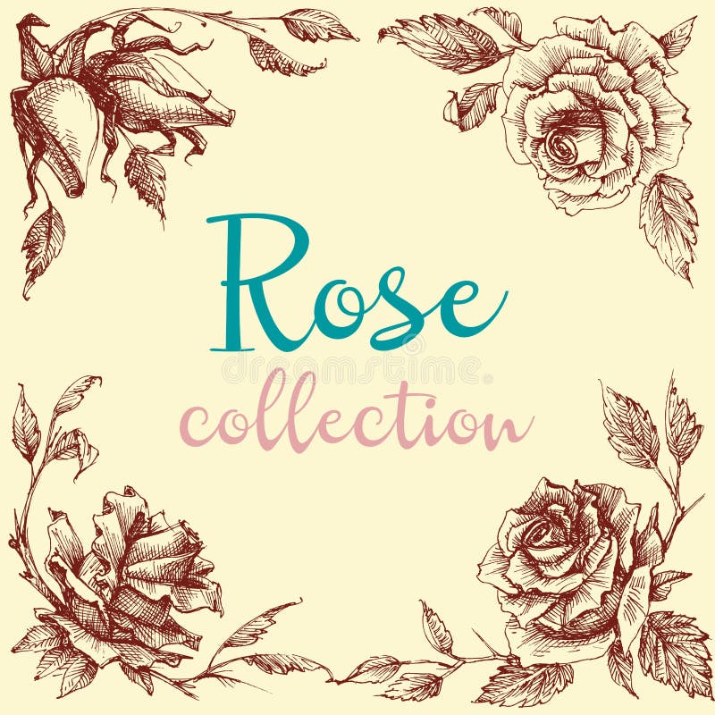 Rose Design Elements Collection Stock Vector - Illustration of blossom ...
