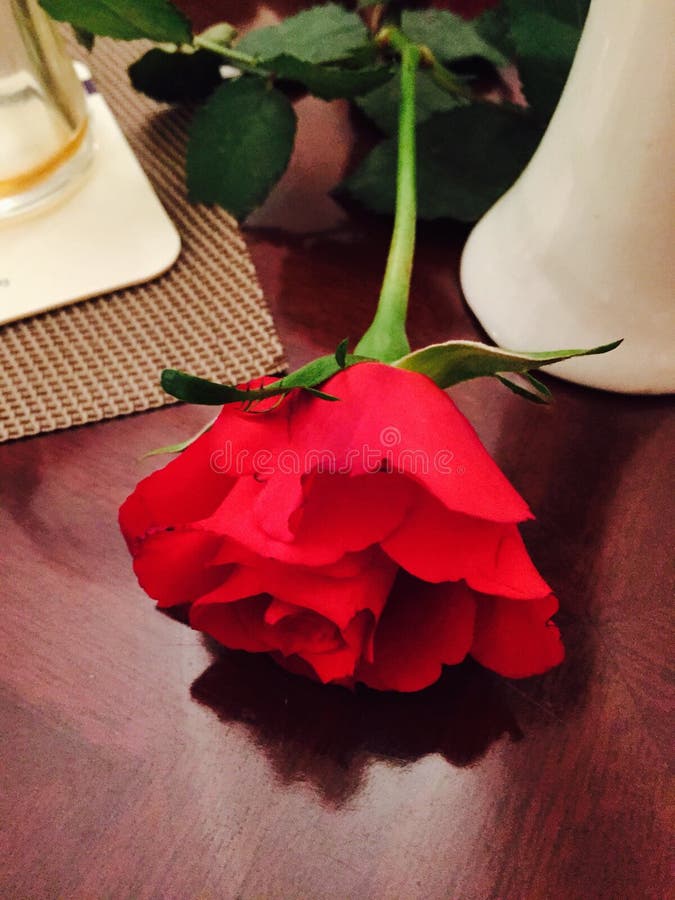 Rose on the desk stock image. Image of desk, roses, rose - 50811339