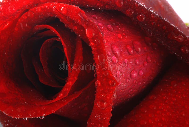 Rose with dew stock photo. Image of flower, gift, blossom - 9525450