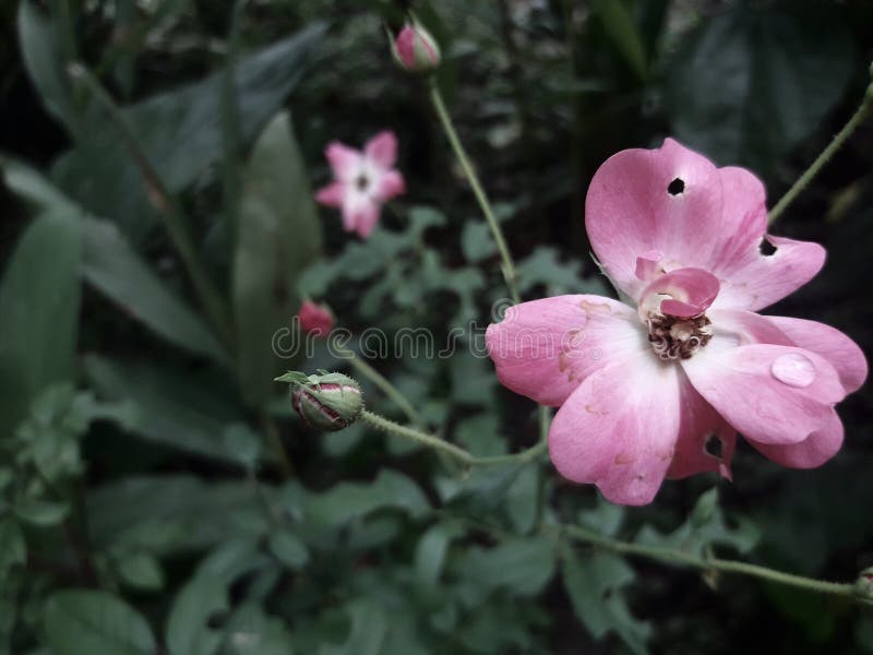 Rose stock photo. Image of rose, drop, beautiful, realistic - 101042424