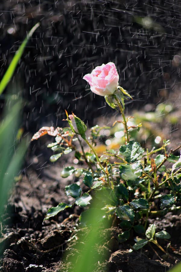 Rose In The Dew Drops Picture. Image: 9734216
