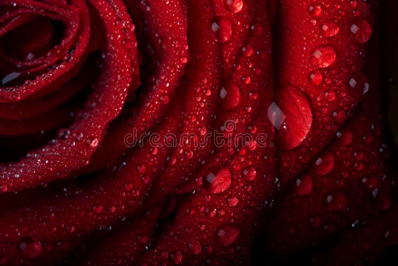 Petals of a Red Rose in Water Drops Close Up Stock Photo - Image of ...