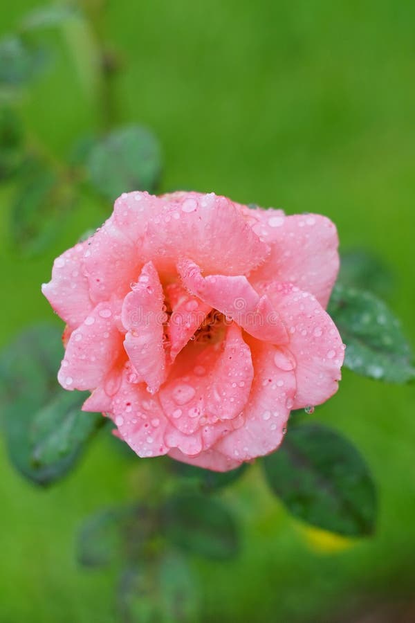 10,808 Pink Rose Dew Drops Stock Photos - Free & Royalty-Free Stock ...